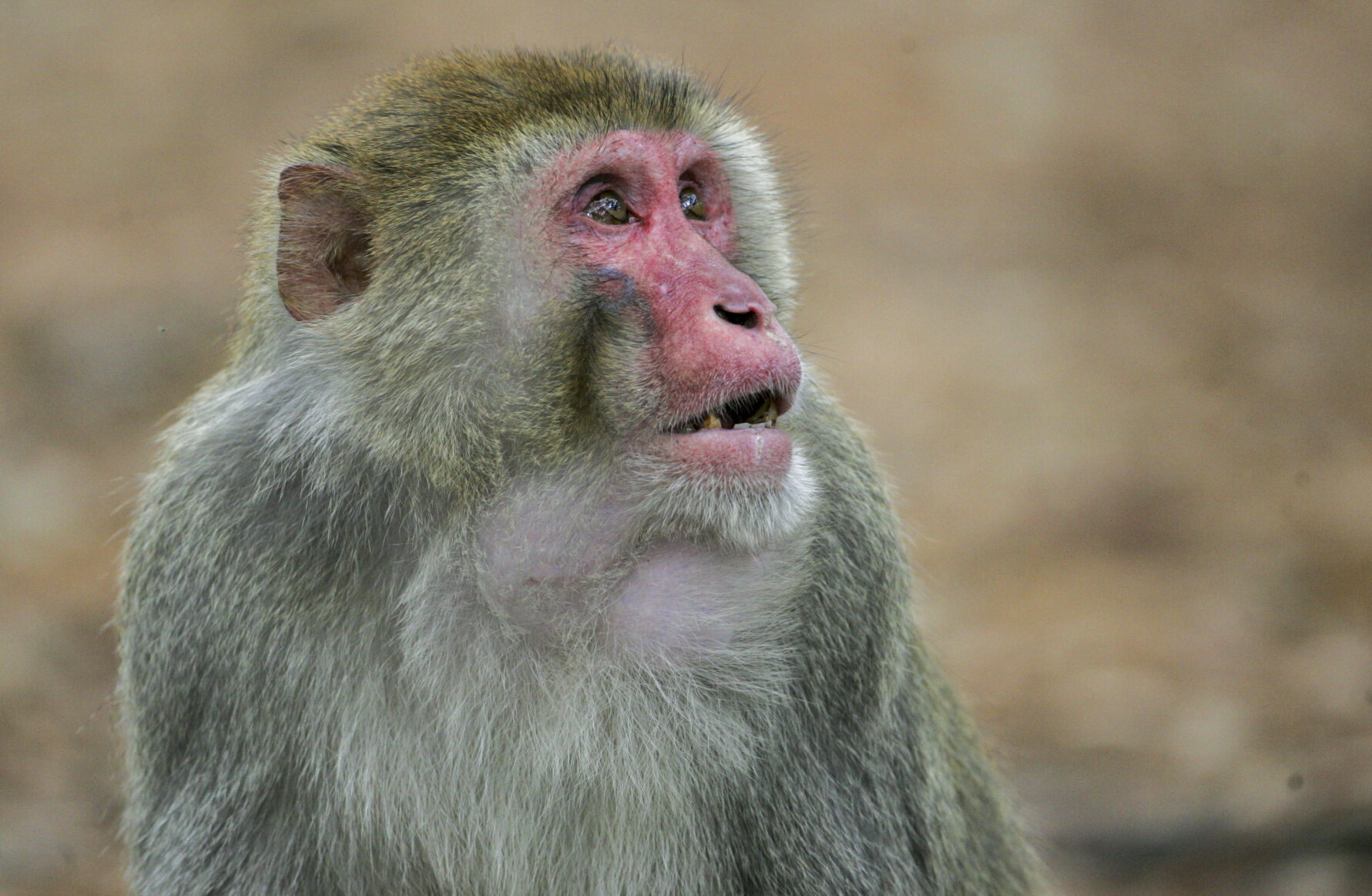 Feds keep SC’s Monkey Island on life support as debate rages
