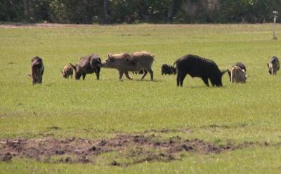 Wild hogs thriving in Berkeley County