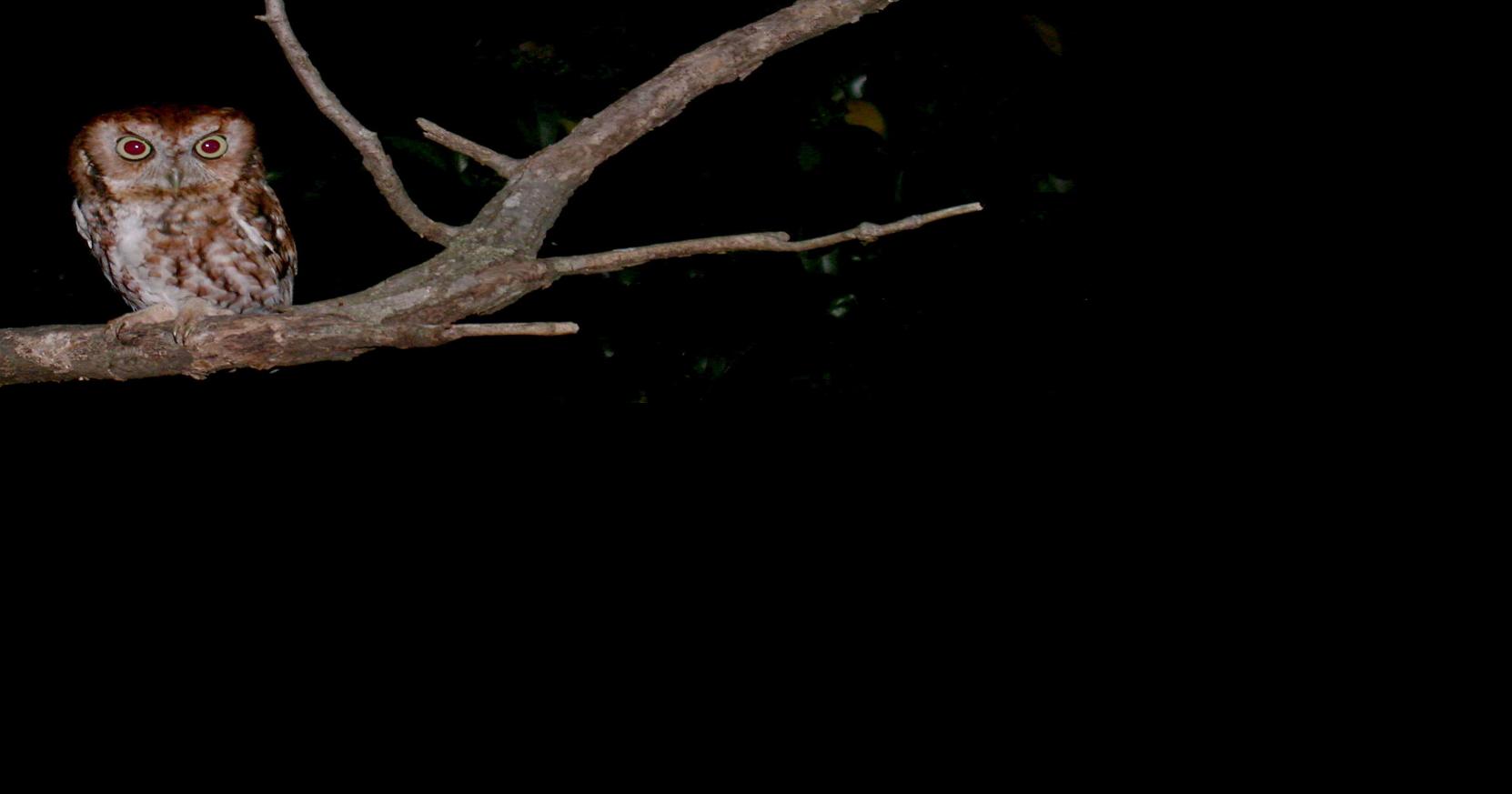 ECOVIEWS: How did the screech owl get its name?