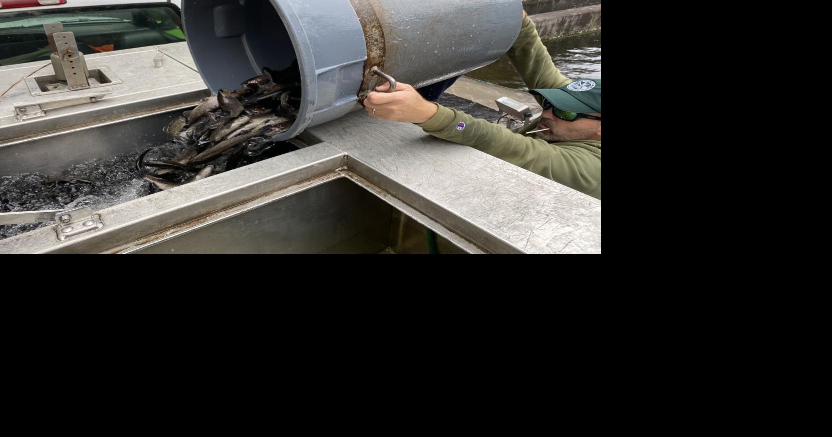 Walhalla hatchery releases 500,000 in SC fish yearly