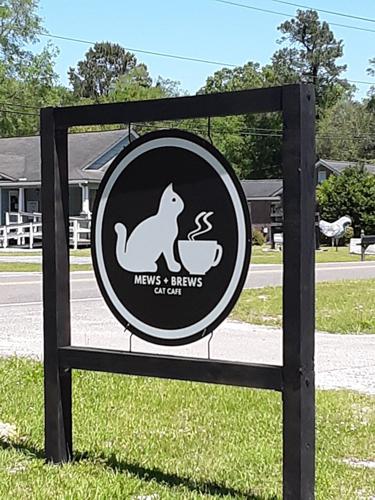Just purr-fect: Mews and Brews helps felines find forever homes