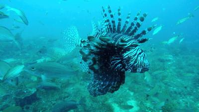 lionfish cull