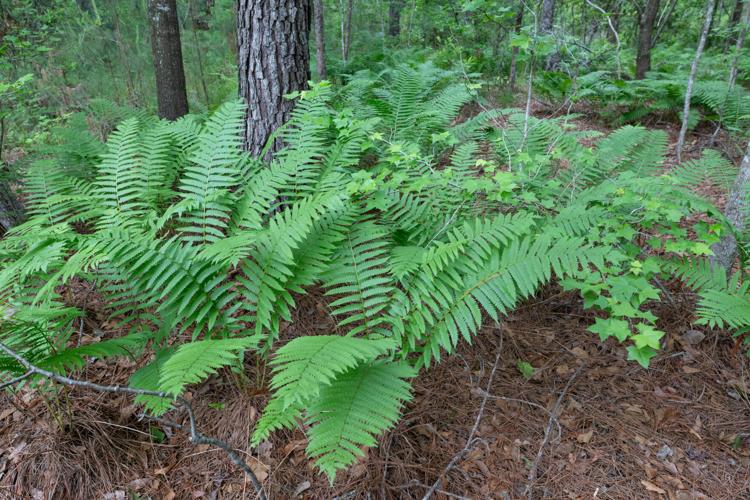 Photos: 2,700 acres of former Chelsea Plantation preserved