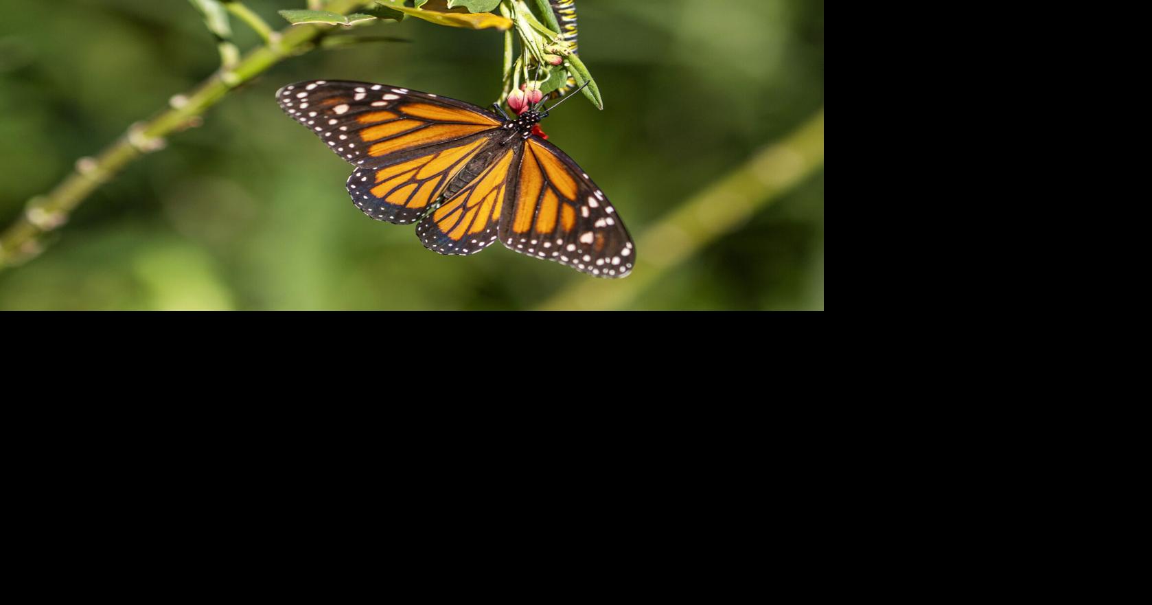 Butterflies trek through South Carolina for fall migration