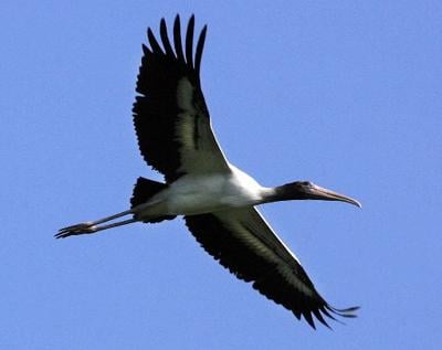how do storks fly
