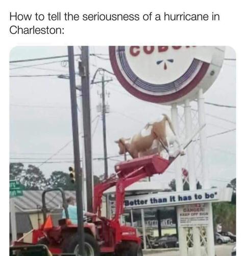 The Coburg Cow has a Twitter, plus 10 of the best Hurricane Florence memes