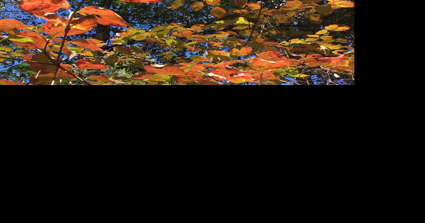 AIKEN MASTER GARDENERS: Variety of chemicals lead to fall leaf color
