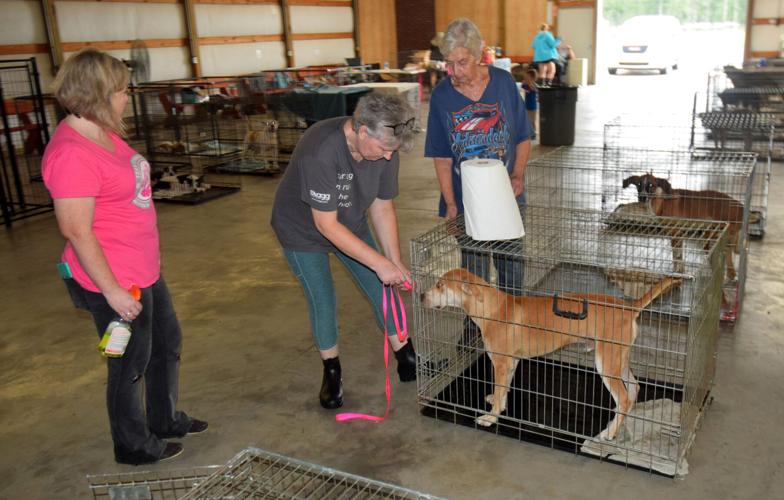 Aiken welcomes visiting pooches from Bamberg County shelter