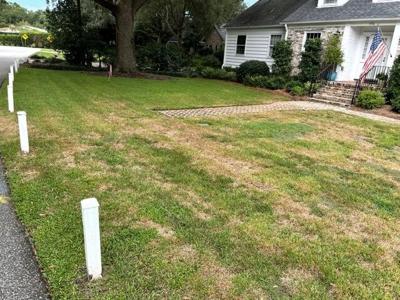 Everything you need to know about chinch bugs that destroy your summer lawn