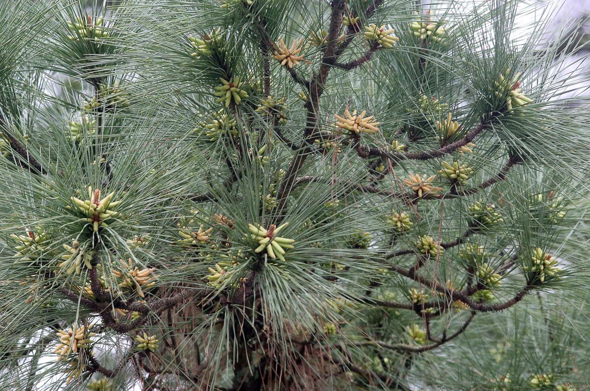 If you notice pollen in Charleston already, it's not as unusual as you ...