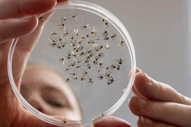 Photos: Mosquito Lab fights flying pests and their diseases through ...