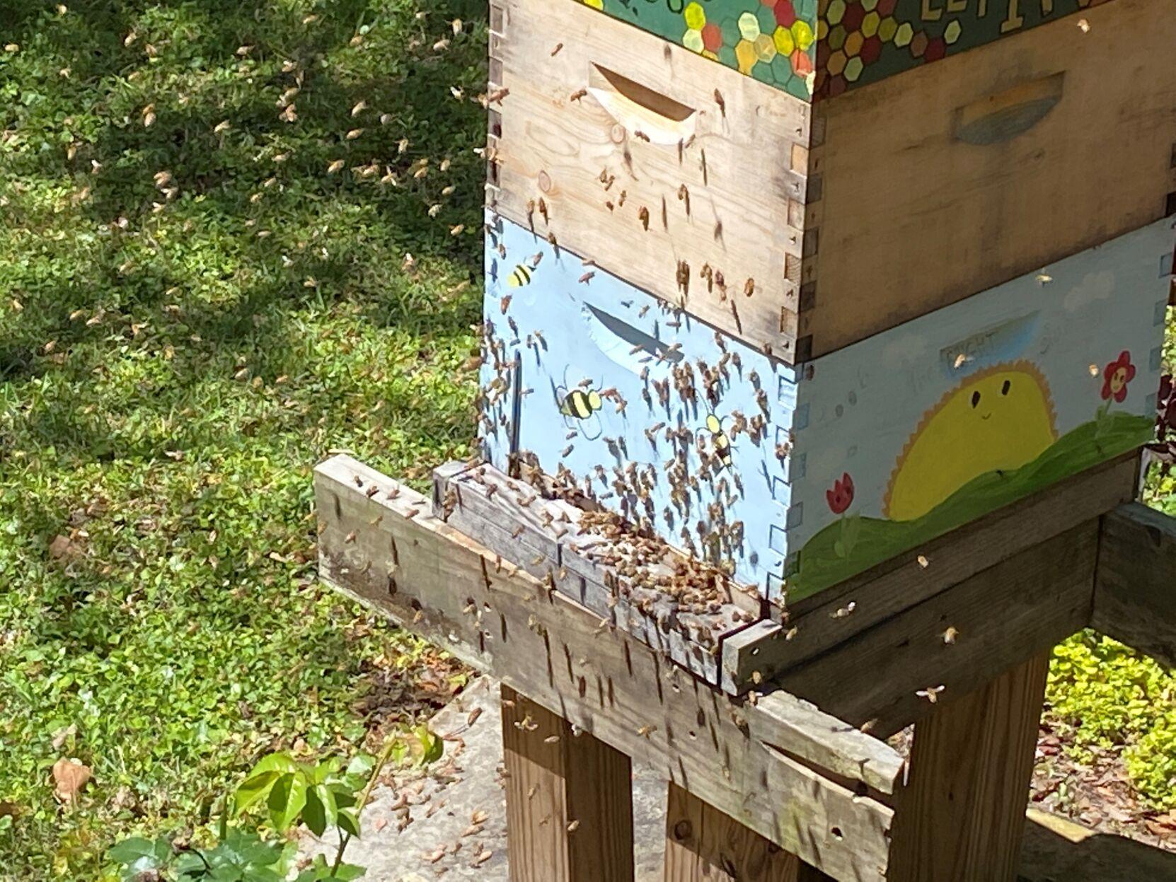 BOMMER'S BEES: Bees swarm to increase colonies, await spring nectar ...