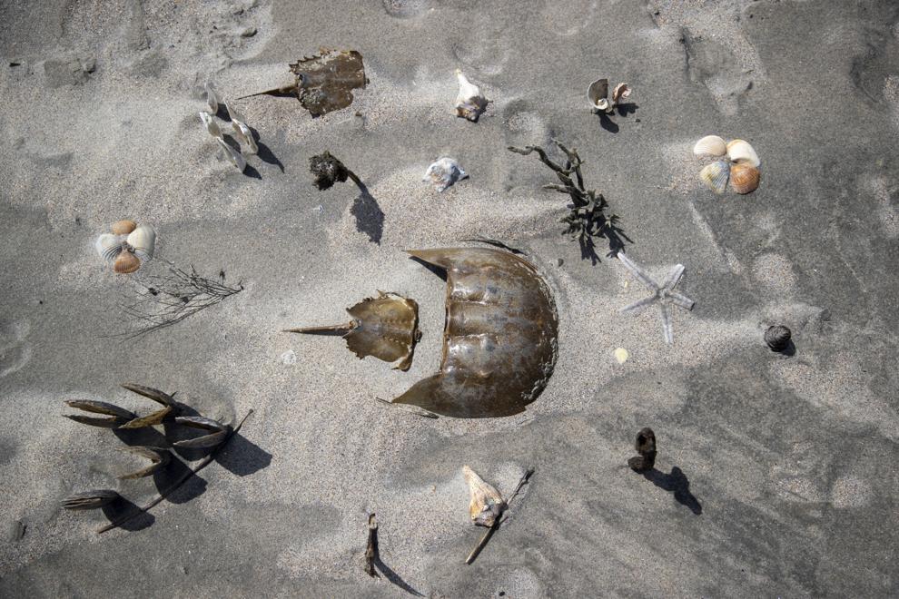 What to do on Edisto Island, South Carolina