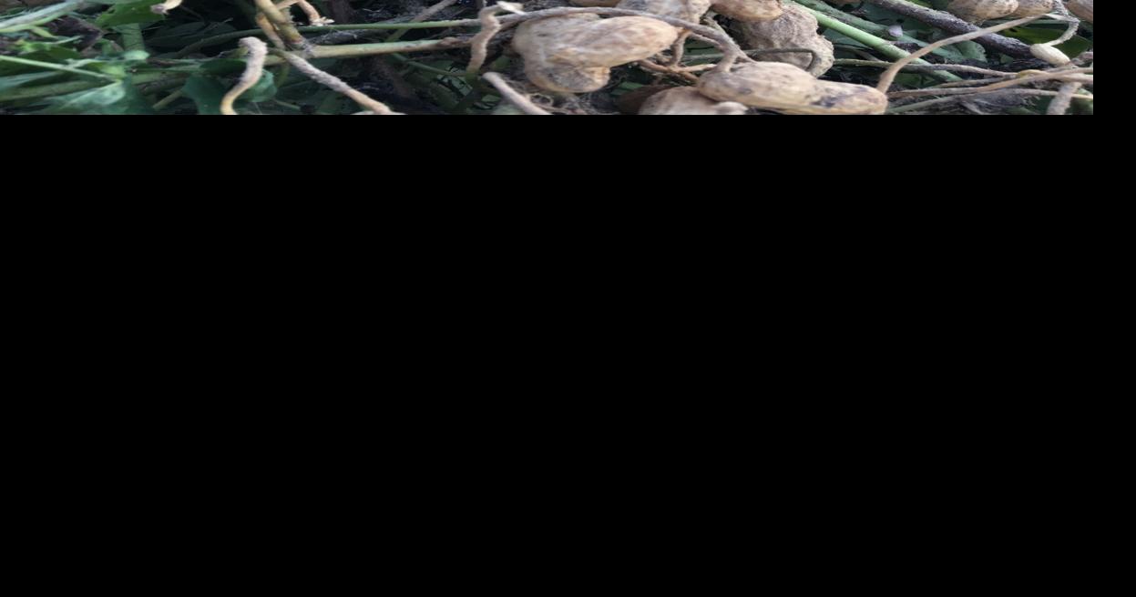 Heirloom Peanut Brought Back From Extinction Ready to Order