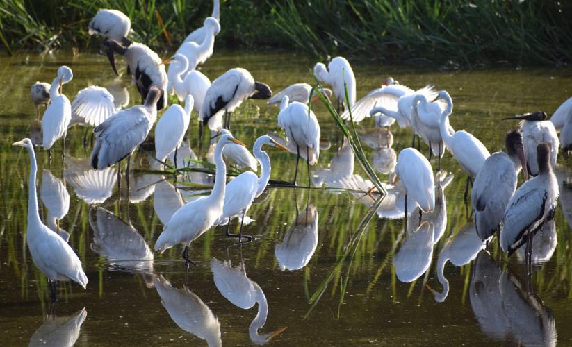 THE PLACES YOU LOVE: Silver Bluff Audubon Center a sanctuary for a ...