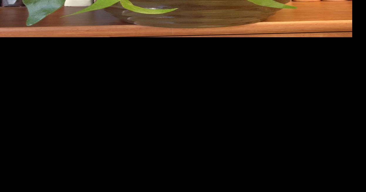 Epiphytes are easy to grow Houseplants get water from air