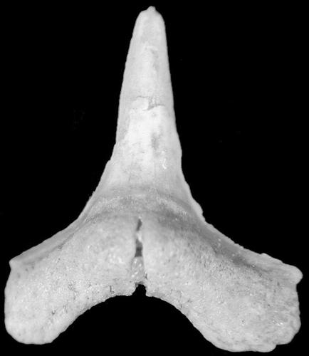 daggernose shark teeth