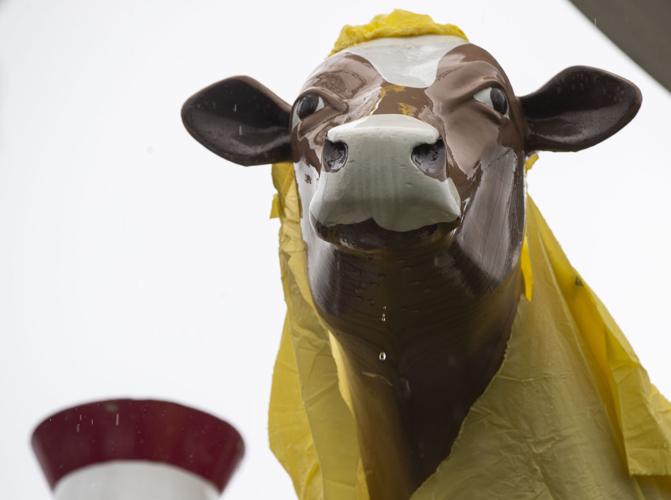 Why is the Coburg Cow Charleston's storm meter?