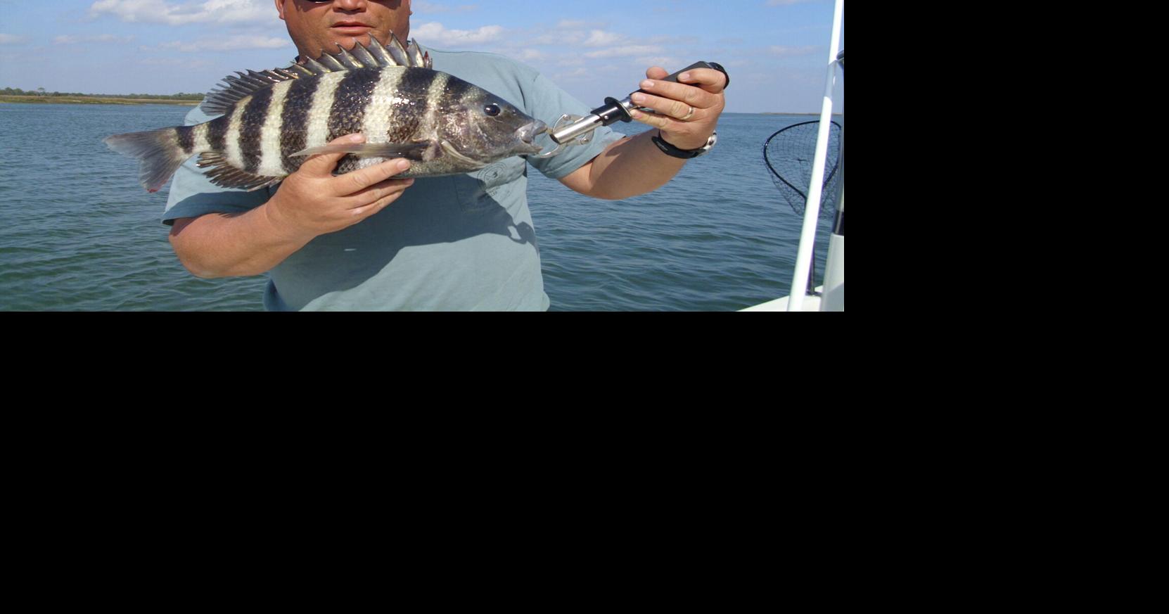Sheepshead fishing in SC heats up as water temperatures rise ...