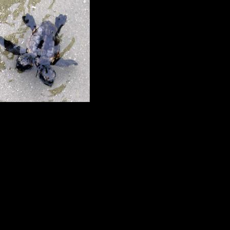 Oddball turtle's fate up to nature | News | postandcourier.com