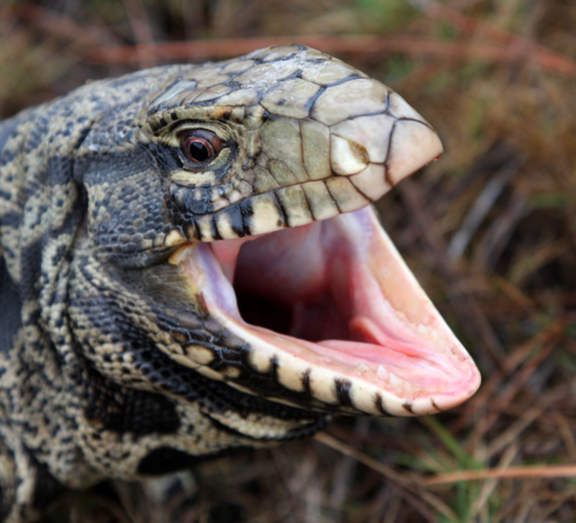 Sightings of large, invasive lizard species reported in Aiken County ...