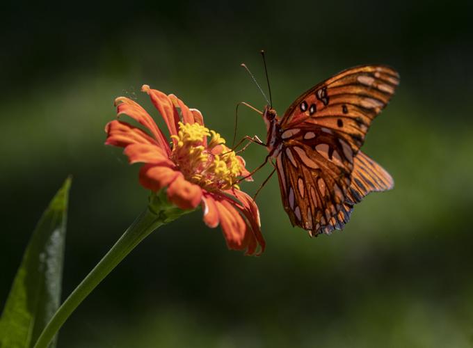 Photos: Butterflies and life abound at the Filbin Creek Nature Trail