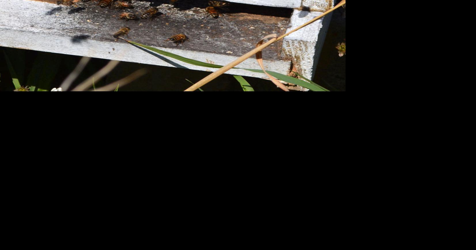 BOMMER'S BEES: Double check bees, land to make sure its winter-ready