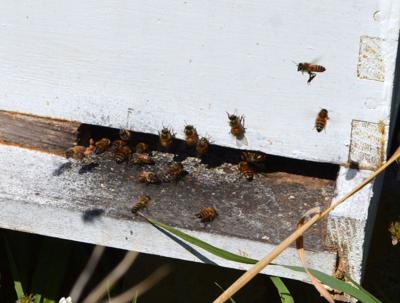 BOMMER'S BEES: Double check bees, land to make sure its winter-ready