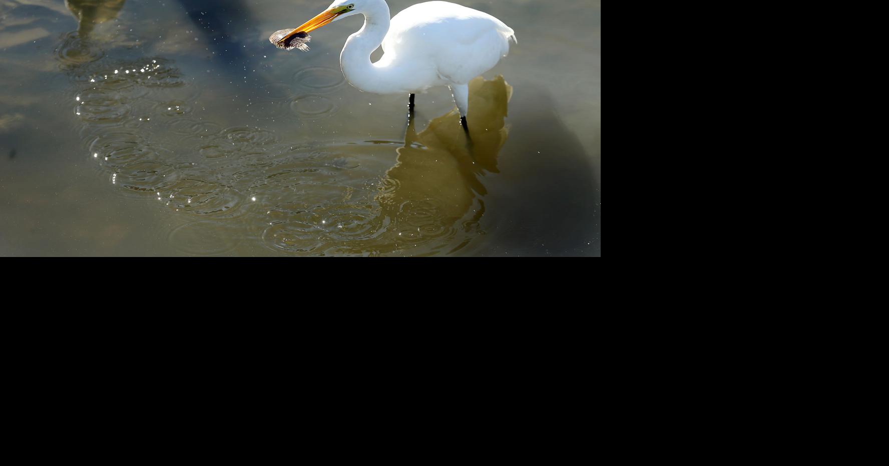 Letters: Septic tank dangers pose mild exposure to toxins | Letters to ...