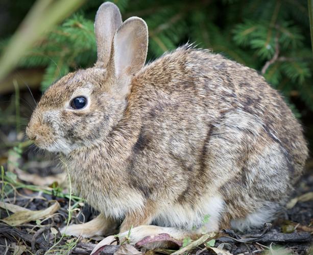 Reader photos: Rabbits