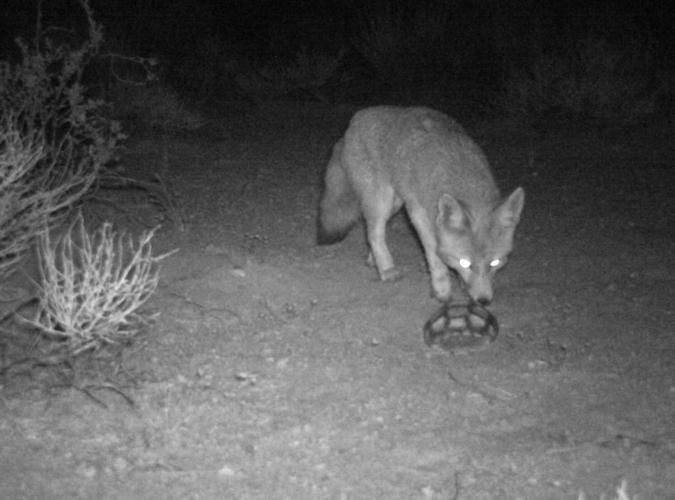 desert gray fox