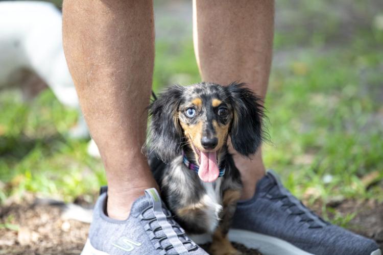 Online meetup groups for dog owners explodes in popularity