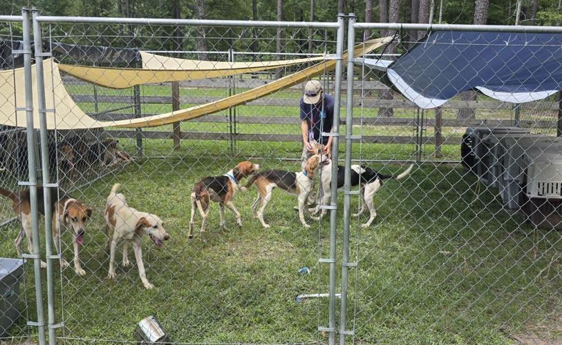 Owner gives up all dogs weeks after Goose Creek cruelty bust
