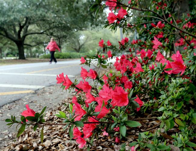 If you notice pollen in Charleston already, it's not as unusual as you ...
