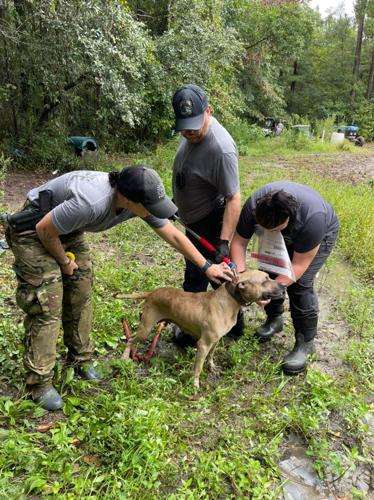Horry County Animal Care Center receives 170+ intakes so far this month