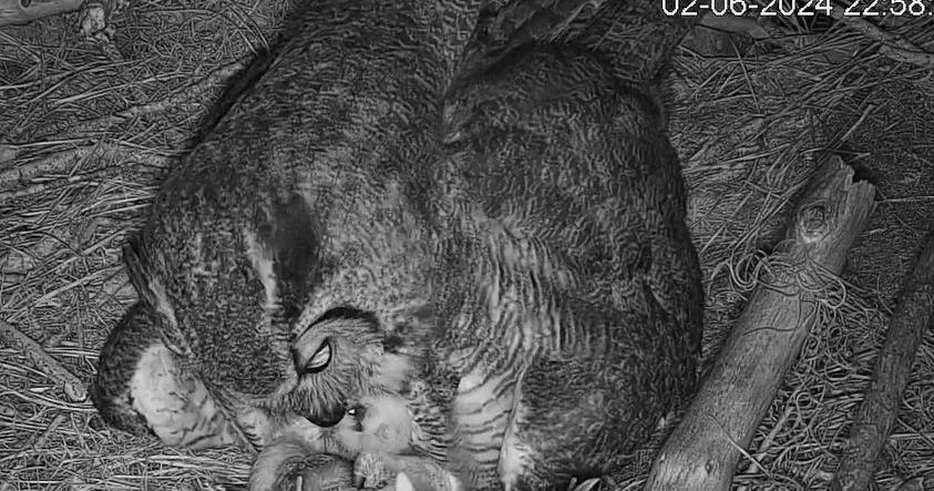 One Hilton Head owlet hatched, second hatching imminent