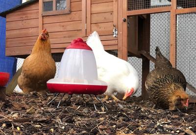 New day for chickens: County council modifies fowl laws