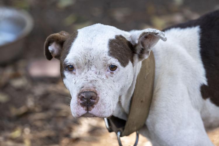 Four arrested as alleged SC dogfighting ring is dismantled