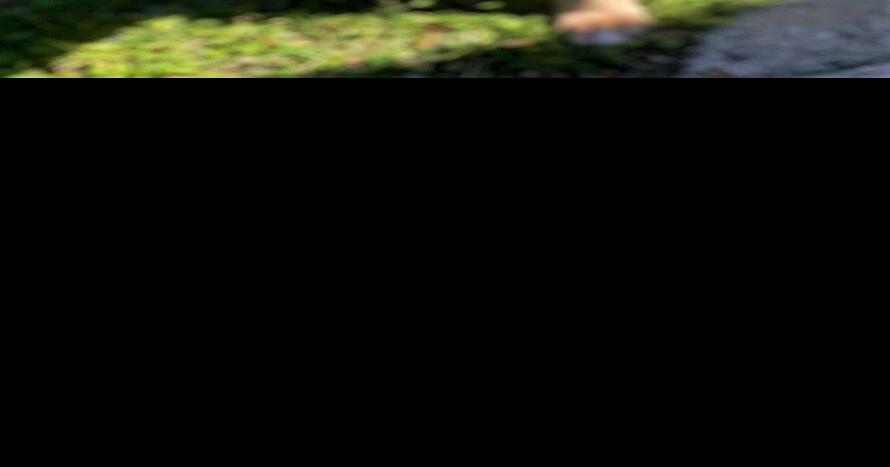 FOTAS: The story of a dog named Jolene | Features | postandcourier.com
