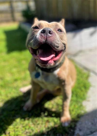 FOTAS: The story of a dog named Jolene