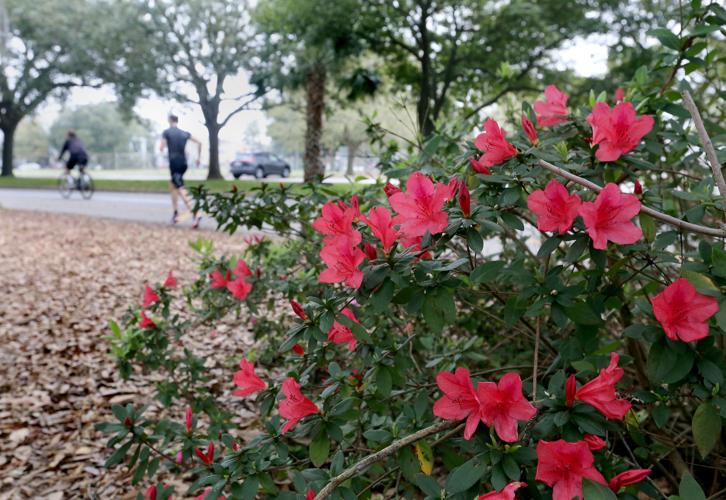 If you notice pollen in Charleston already, it's not as unusual as you ...