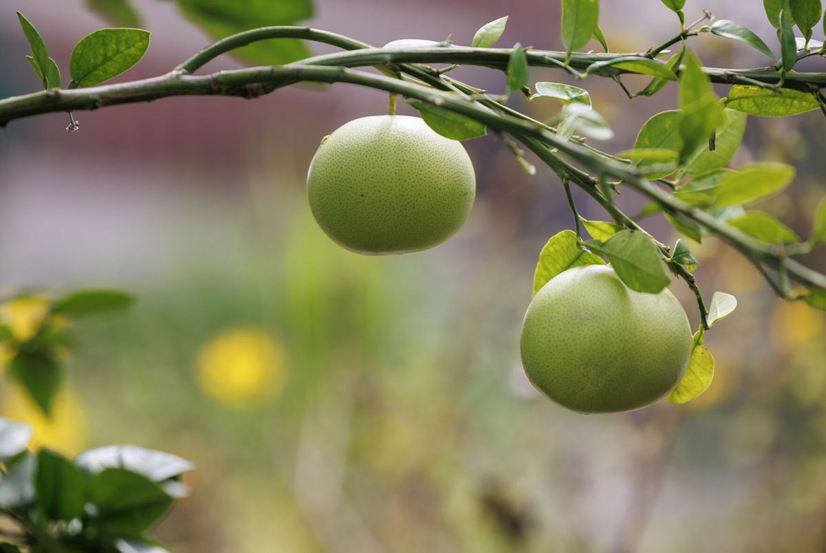 citrus tree name