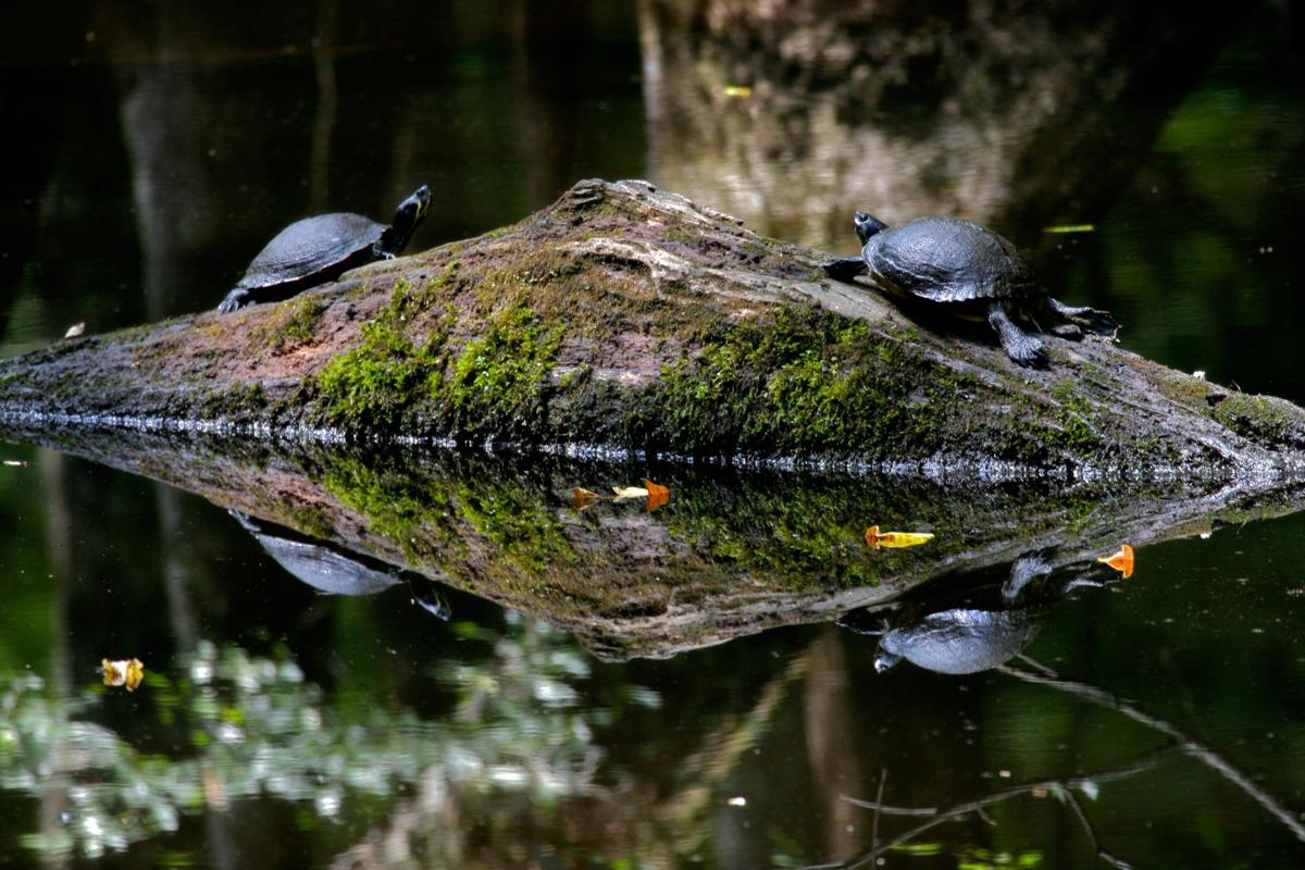 Reader photos: Turtles | Photo Galleries | postandcourier.com