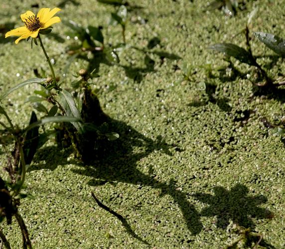 Closing of Georgetown paper mill could impact water system