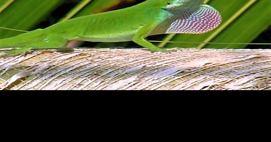 ECOVIEWS: Why do some lizards change colors? | Features ...