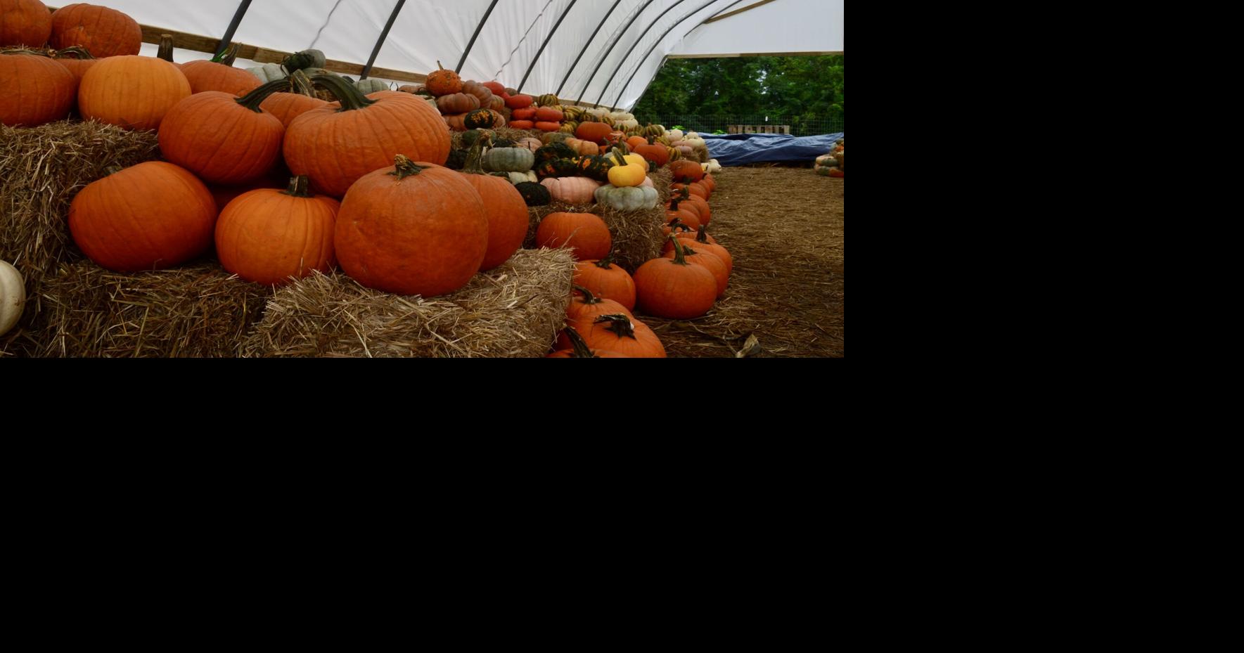 Pumpkins showing up in Aiken as fall season gets underway | Aiken Area ...