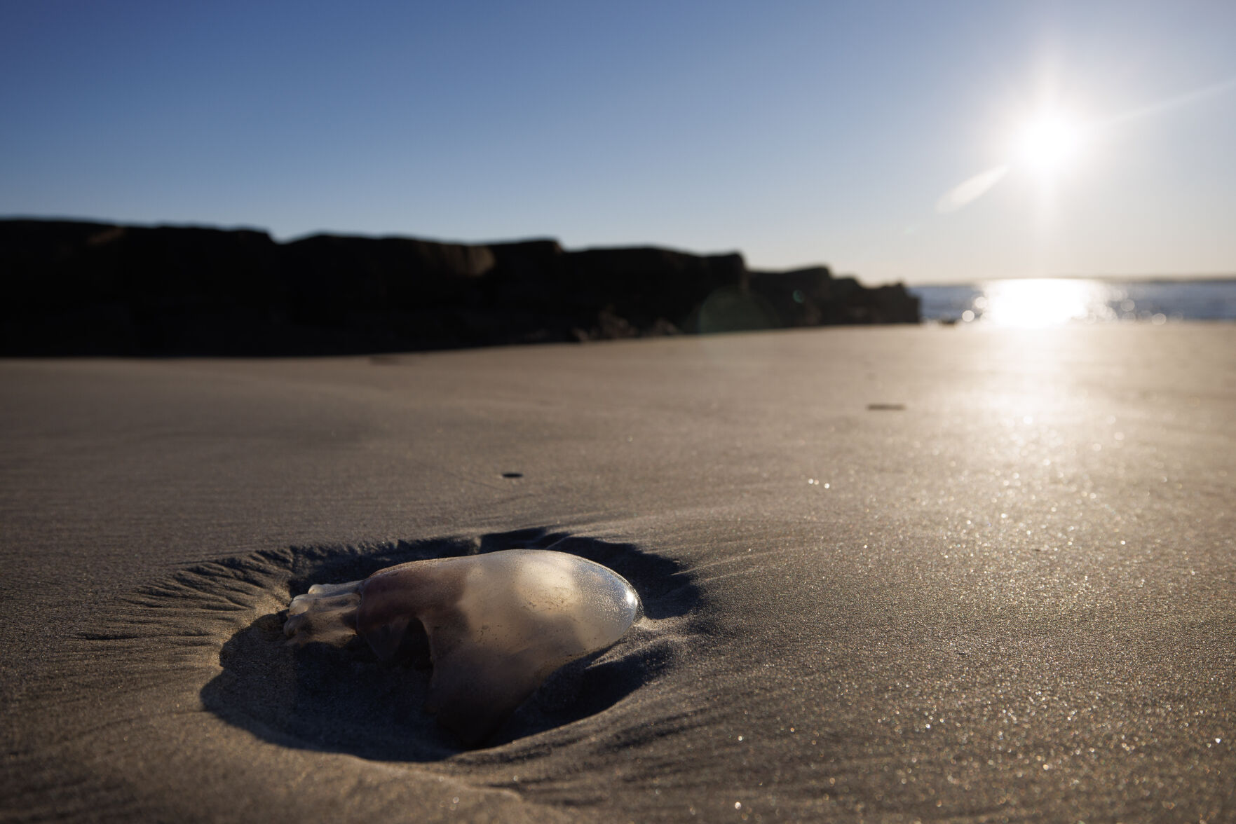 Here's why dead jellyfish wash up en masse in Charleston Co.