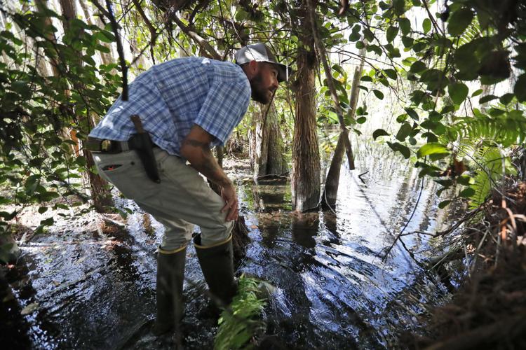 Rasslin' big snakes: SC man helps catch invasive winners in Florida ...