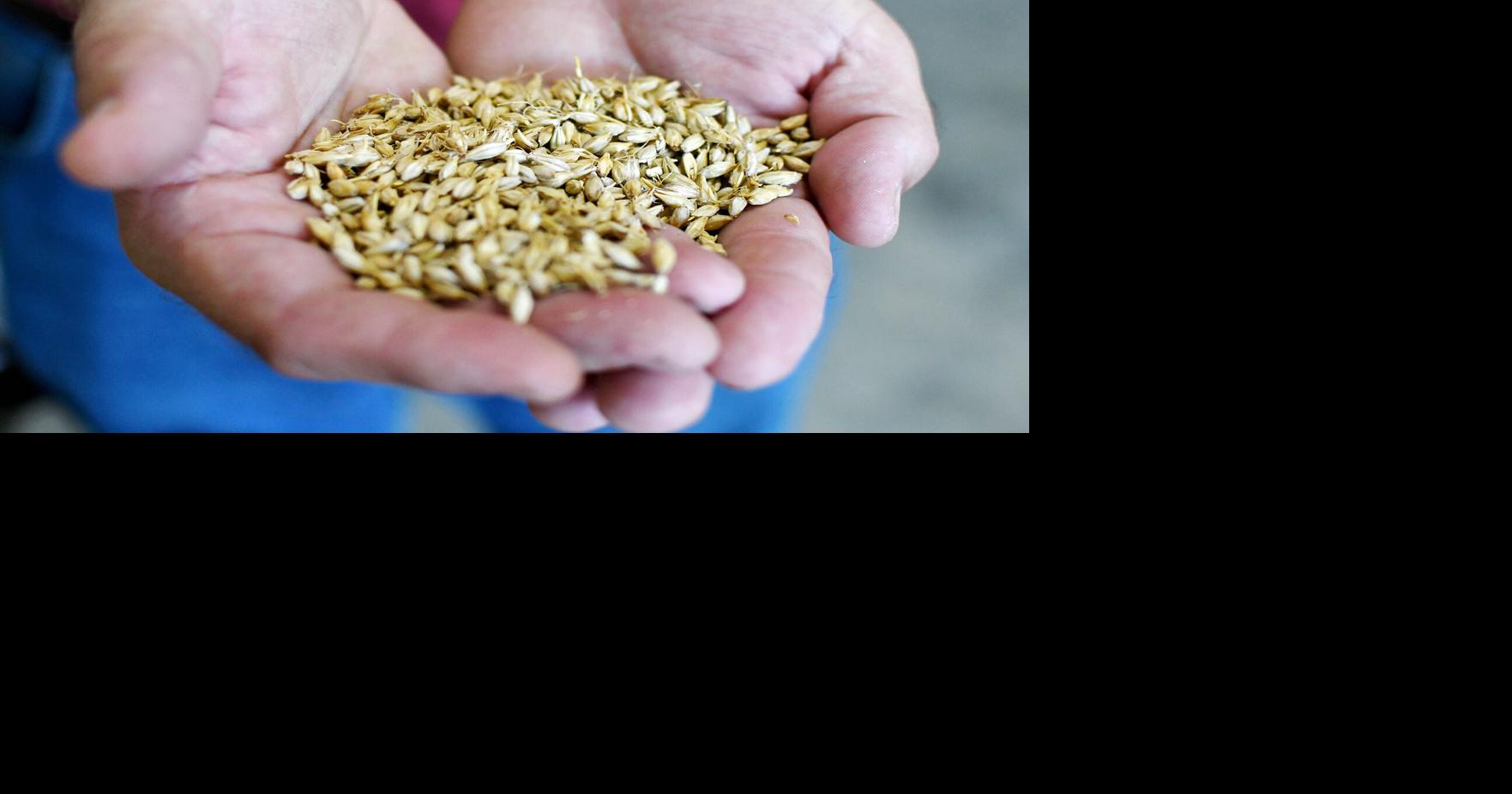 Dorchester County farmer builds state’s first malt house