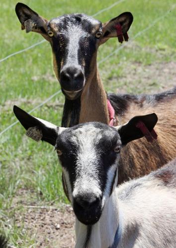 The eyes have it: Study finds shape aids predator and prey | Archives ...
